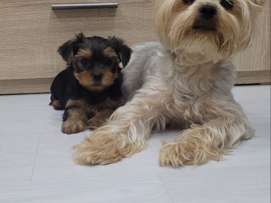 Йоркширский терьер щенки