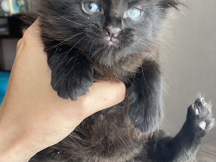 Котёнок ищет дом и семью