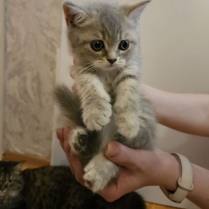Шотландский вислоухий короткошёрстный котёнок