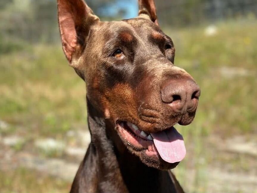 Доберман коричневые девочки