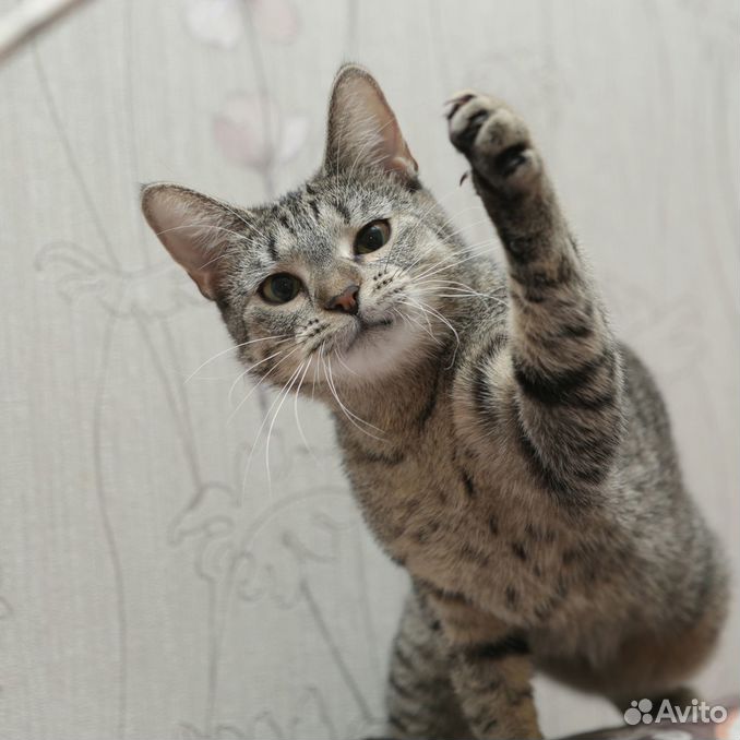 Кошки Лариса