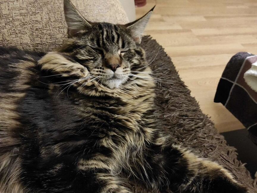 Ищу невесту