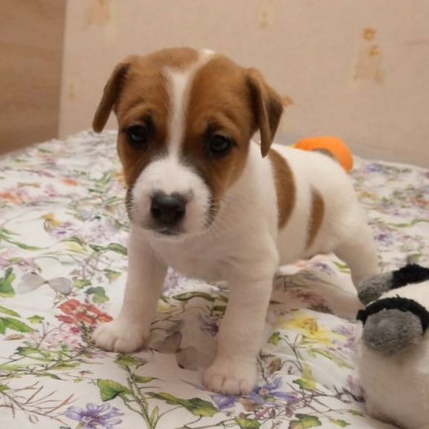 Джек рассел терьер щенки