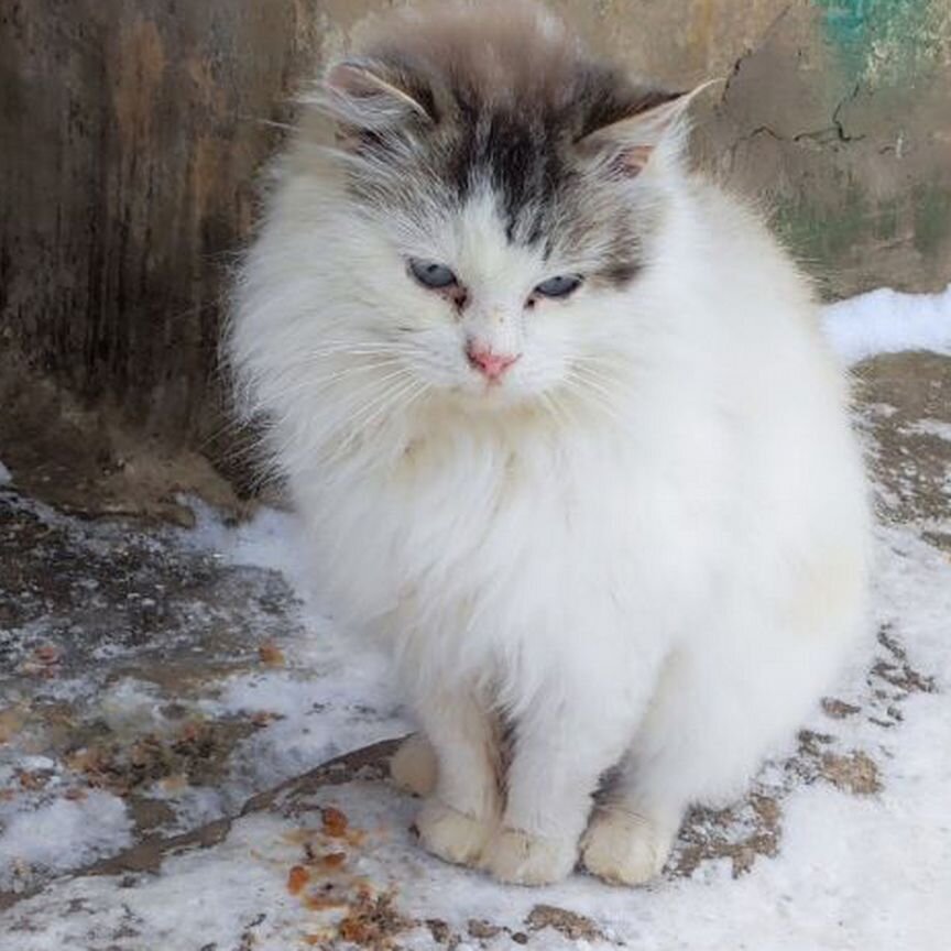 Взрослая, кошка в добрые руки