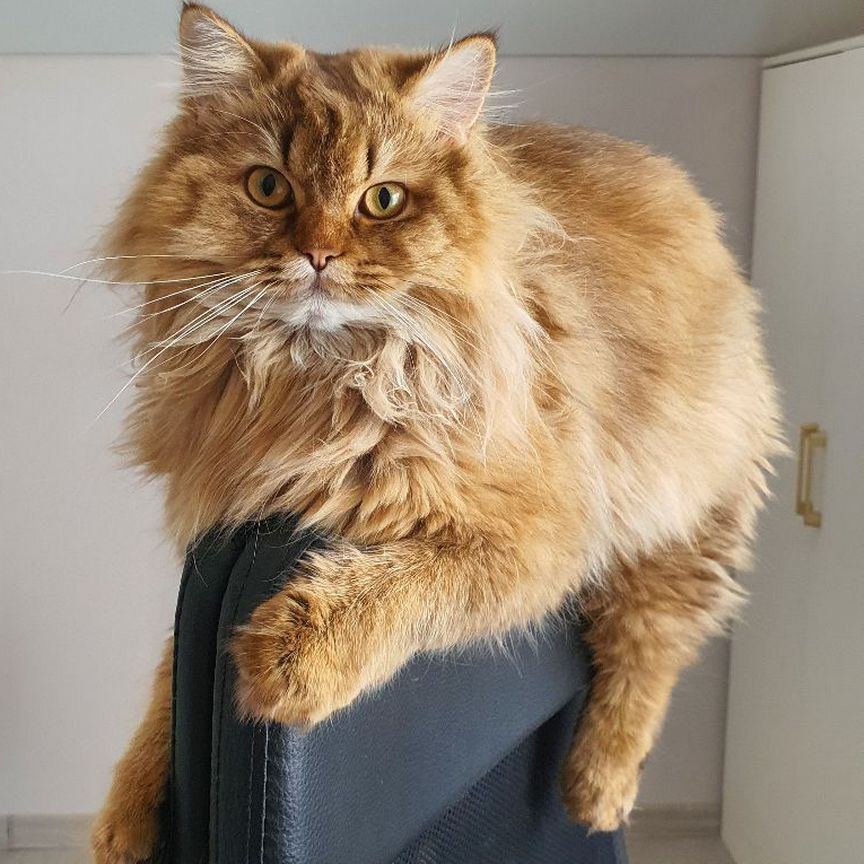 Вязка с золотым котом