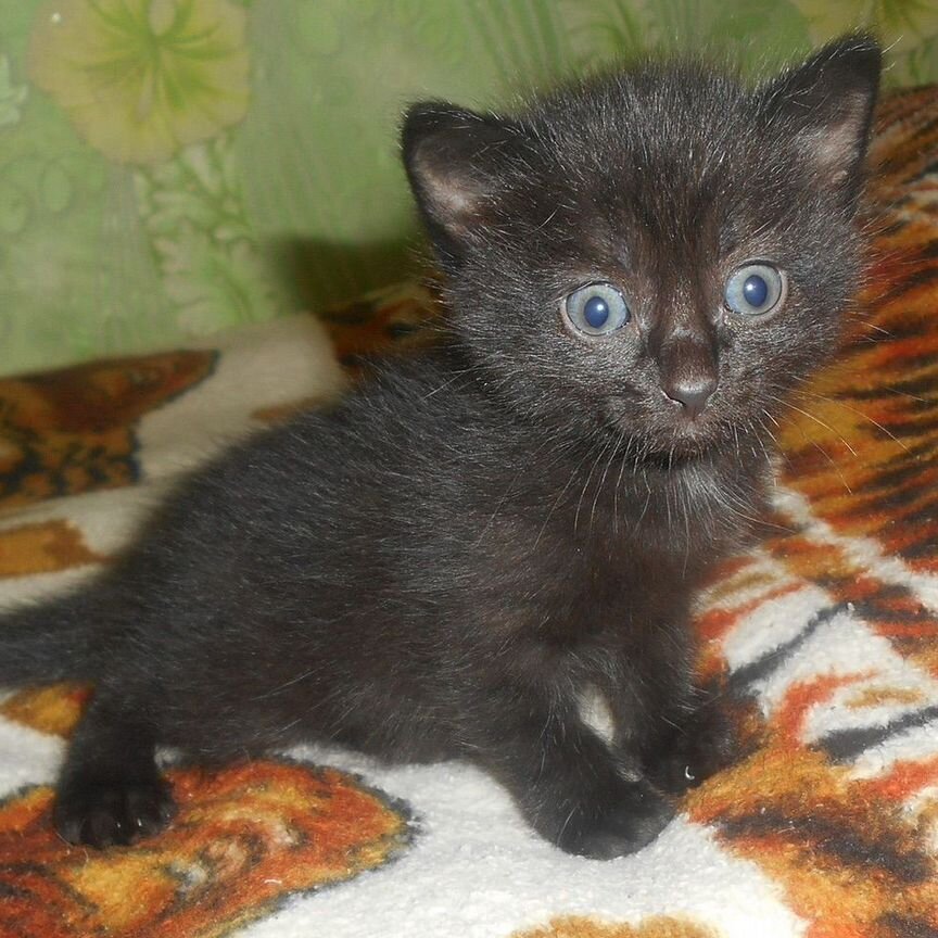 Британский короткошёрстный котёнок