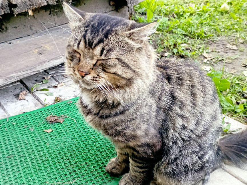 Ищу передержку на зиму коту