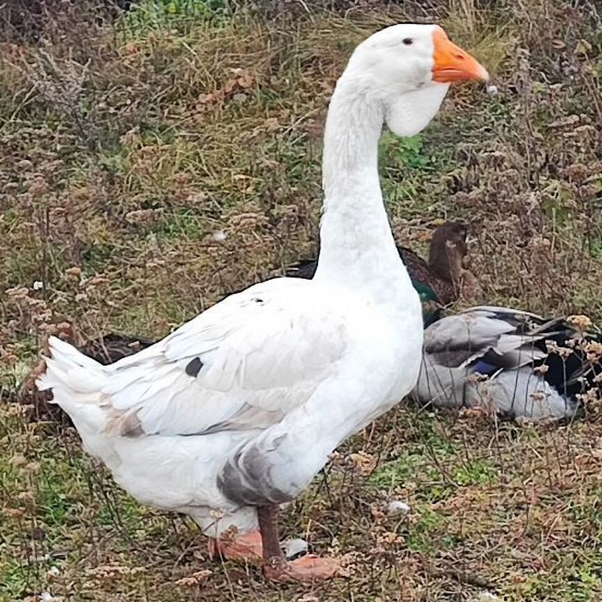 Холмогорские гуси