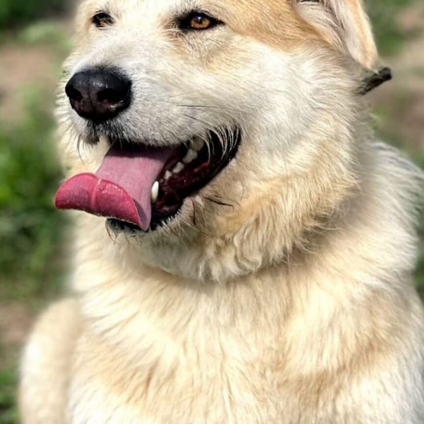 Великан в добрые руки