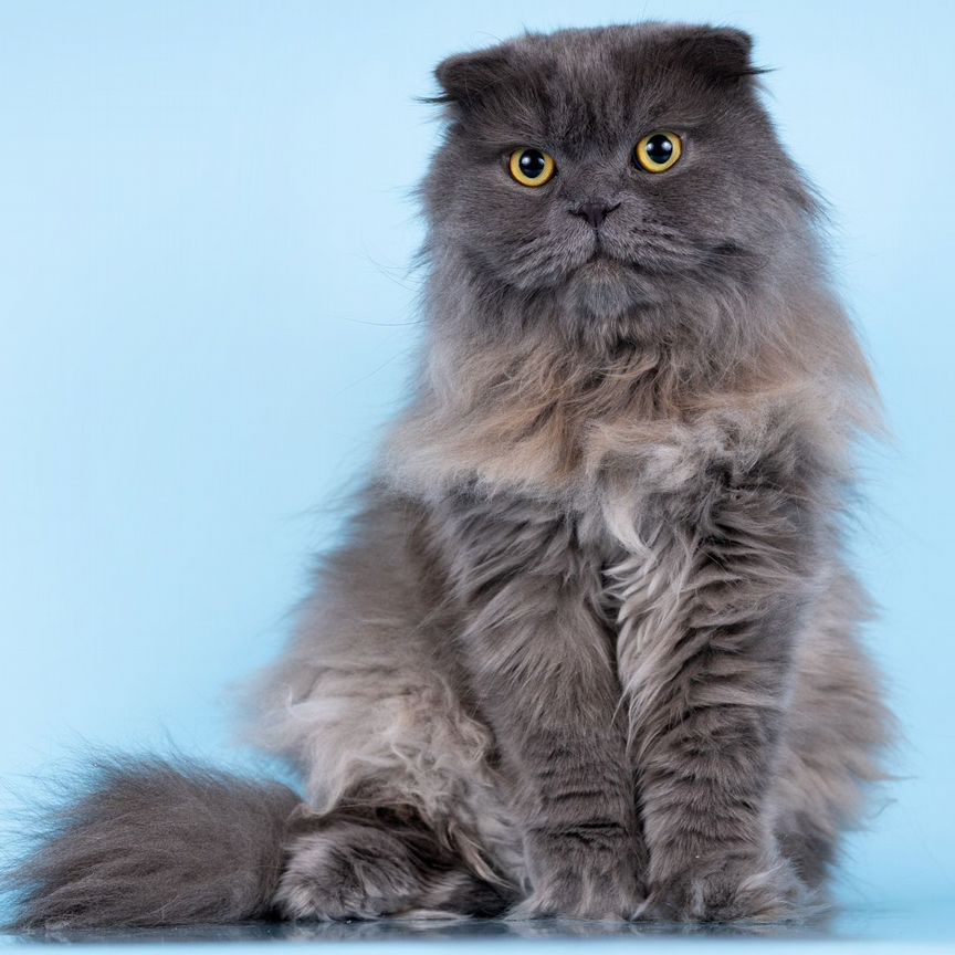 Шотландский вислоухий длинношёрстный, взрослый кот