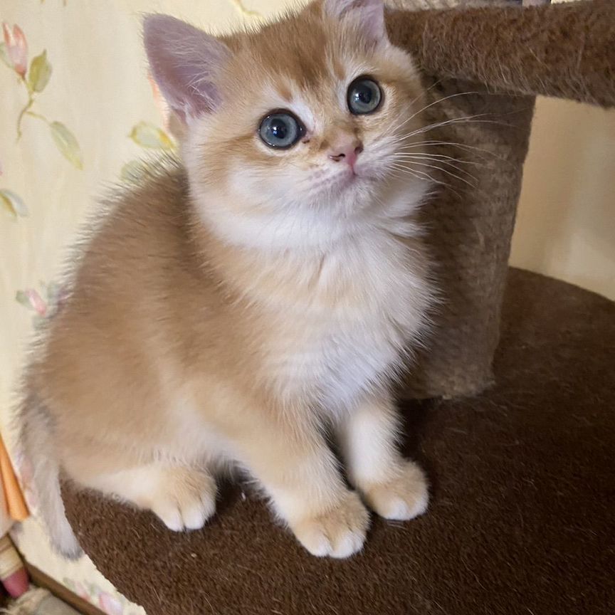 Британские котята золотая шиншилла