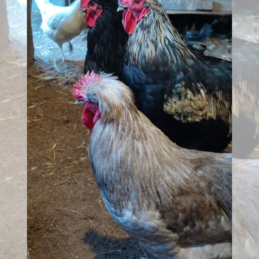 Петух Русский хохлатый породный