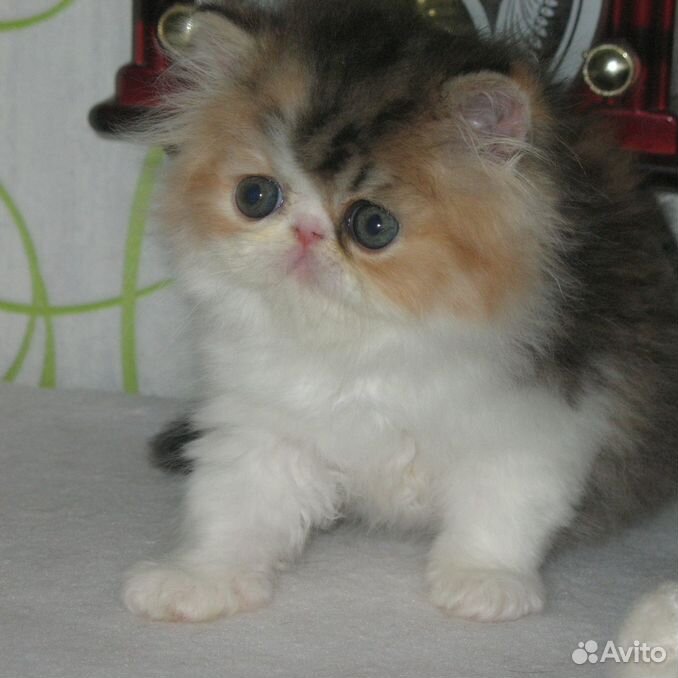 Персидские котята
