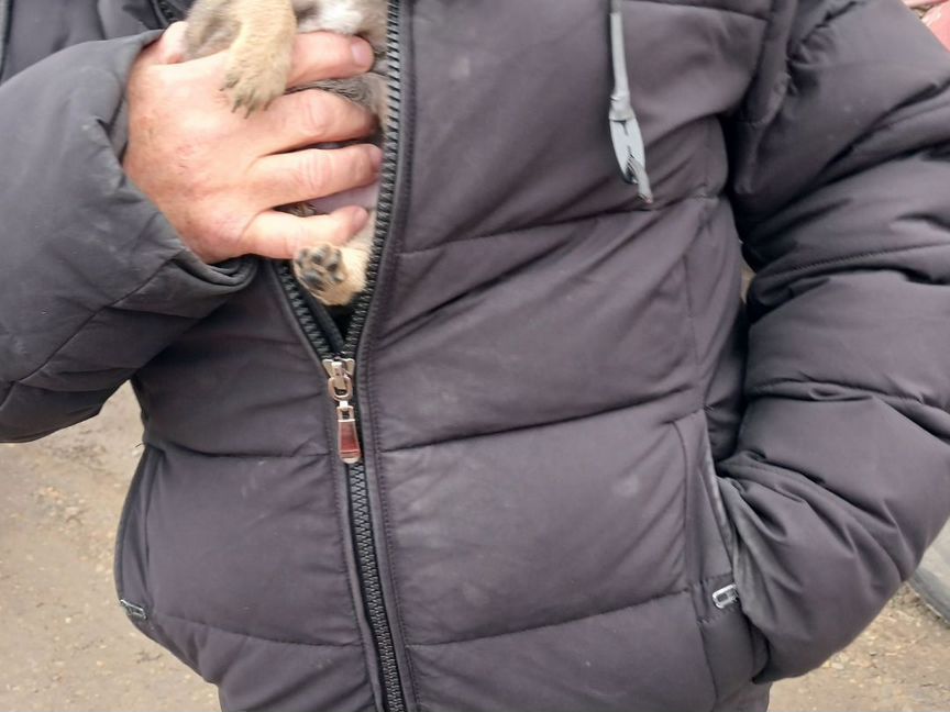 Малышка чихотойчик