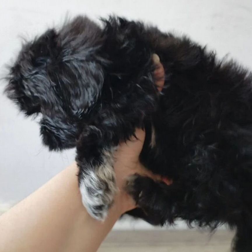 Ши-тцу, щенок