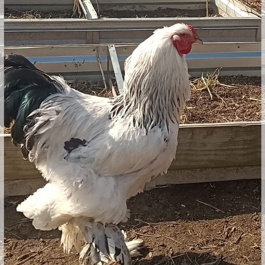 Петухи порода Колумбийская брама