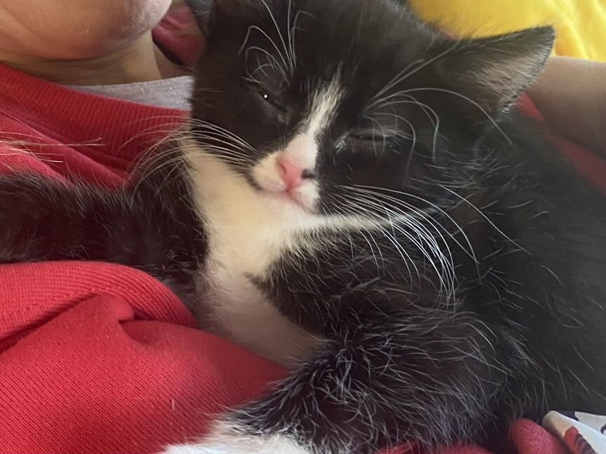 Котята ищут дом