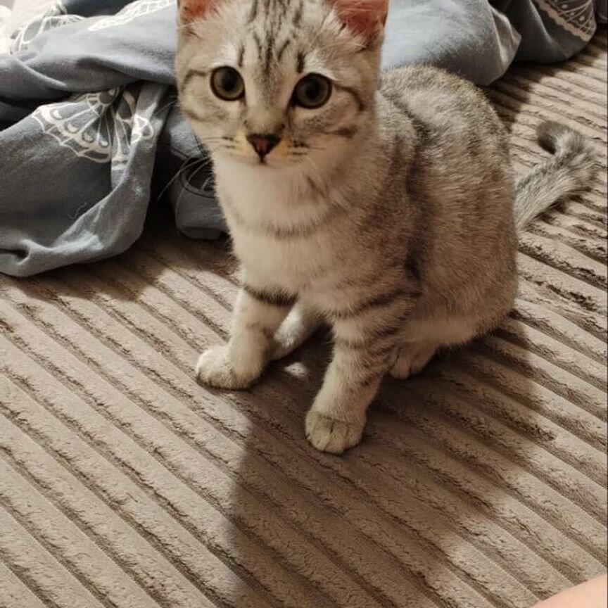 Игривый котик