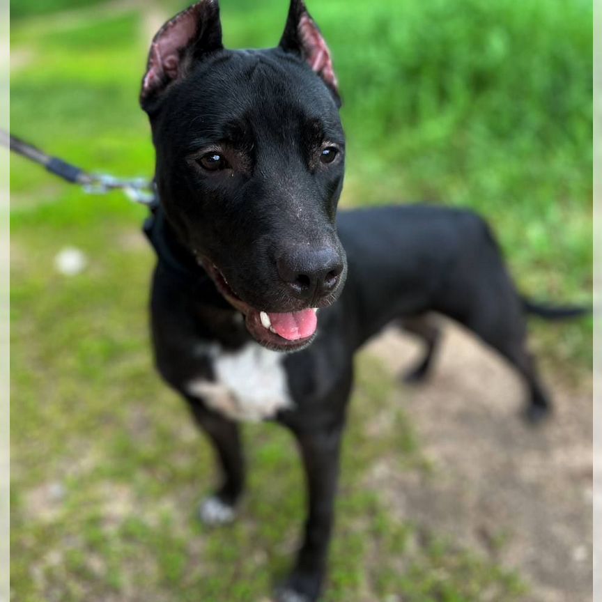 Американский булли стандарт классик