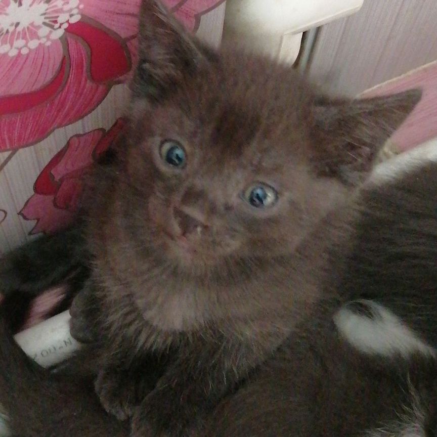 Британский короткошёрстный котёнок