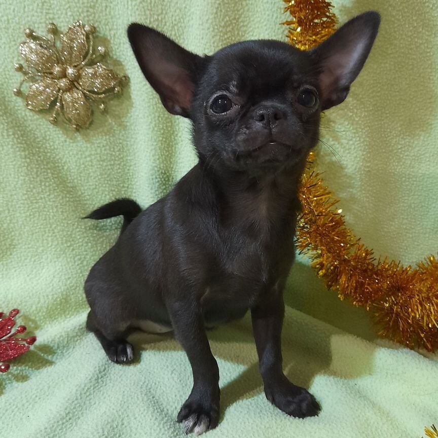 Чихуахуа, щенок