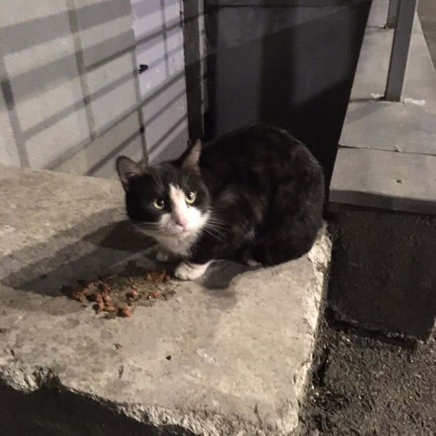 Котик ищет дом