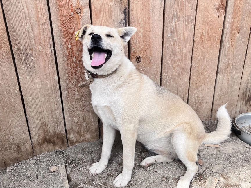 Собака в добрые руки