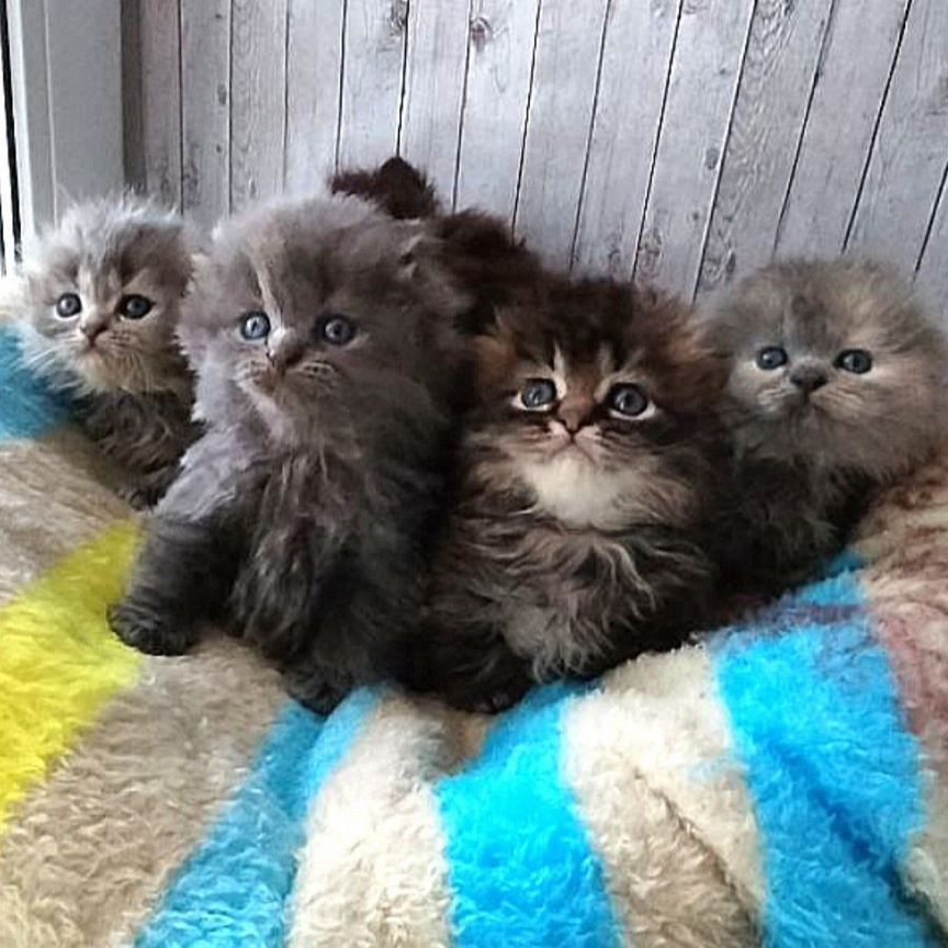 Шотландская вислоухая