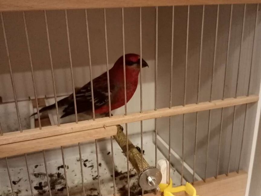 Птицы певчие