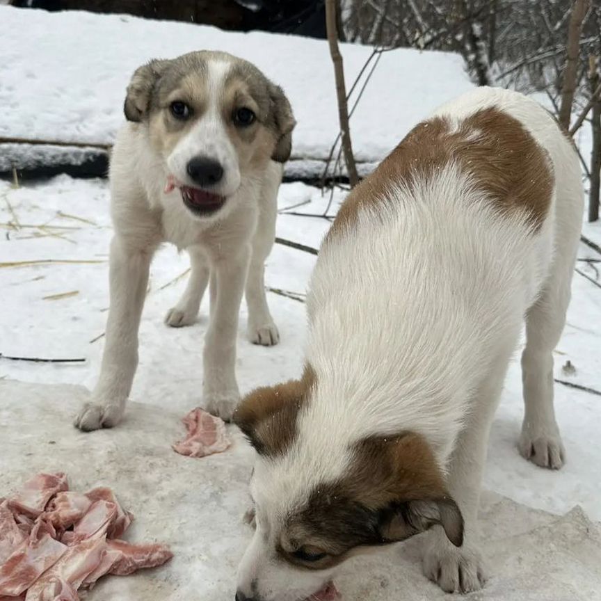 Щенок в добрые руки