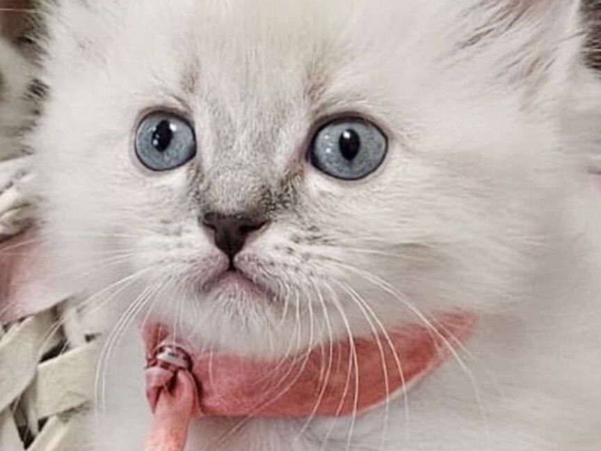 Котята рэгдолл