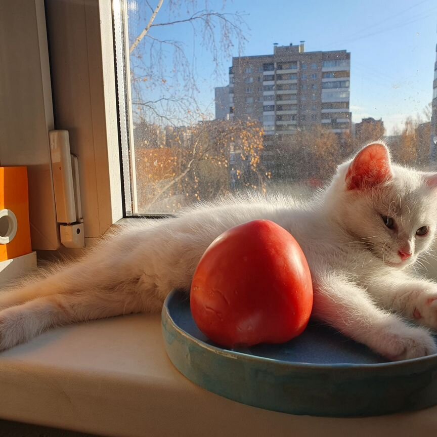 Кошка