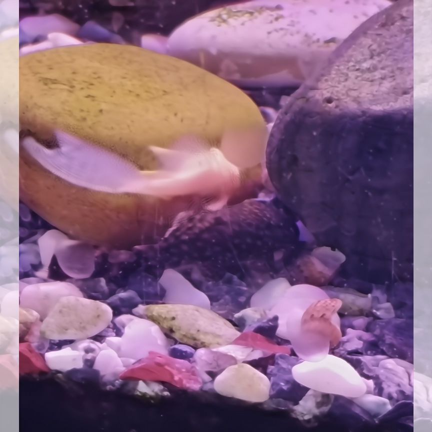 Анциструс вуалевый