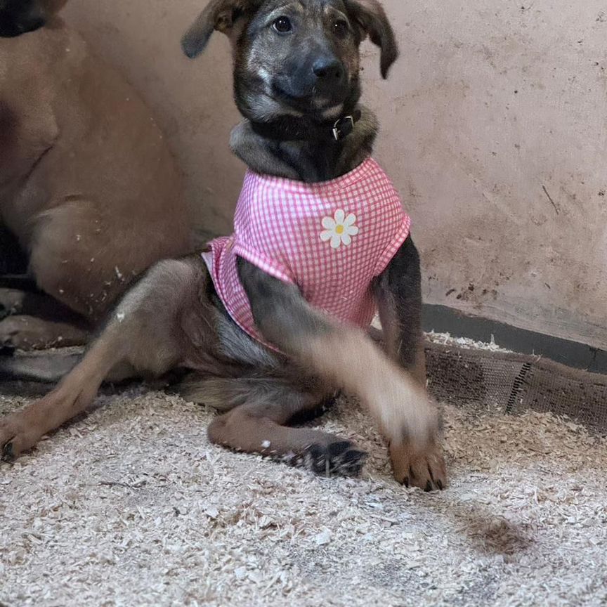 Щенок Капа из приюта в добрые руки