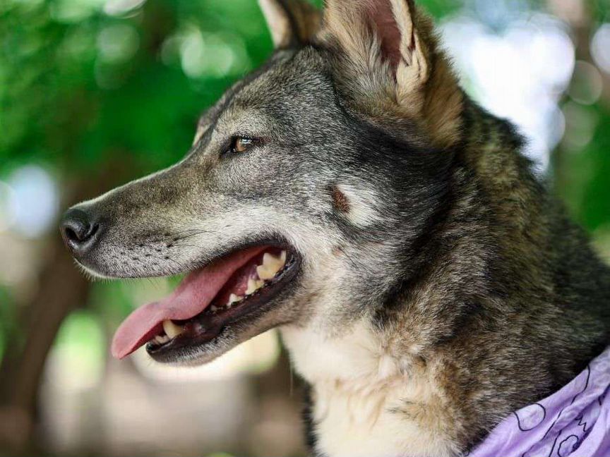 Молодая небольшая собака для семьи