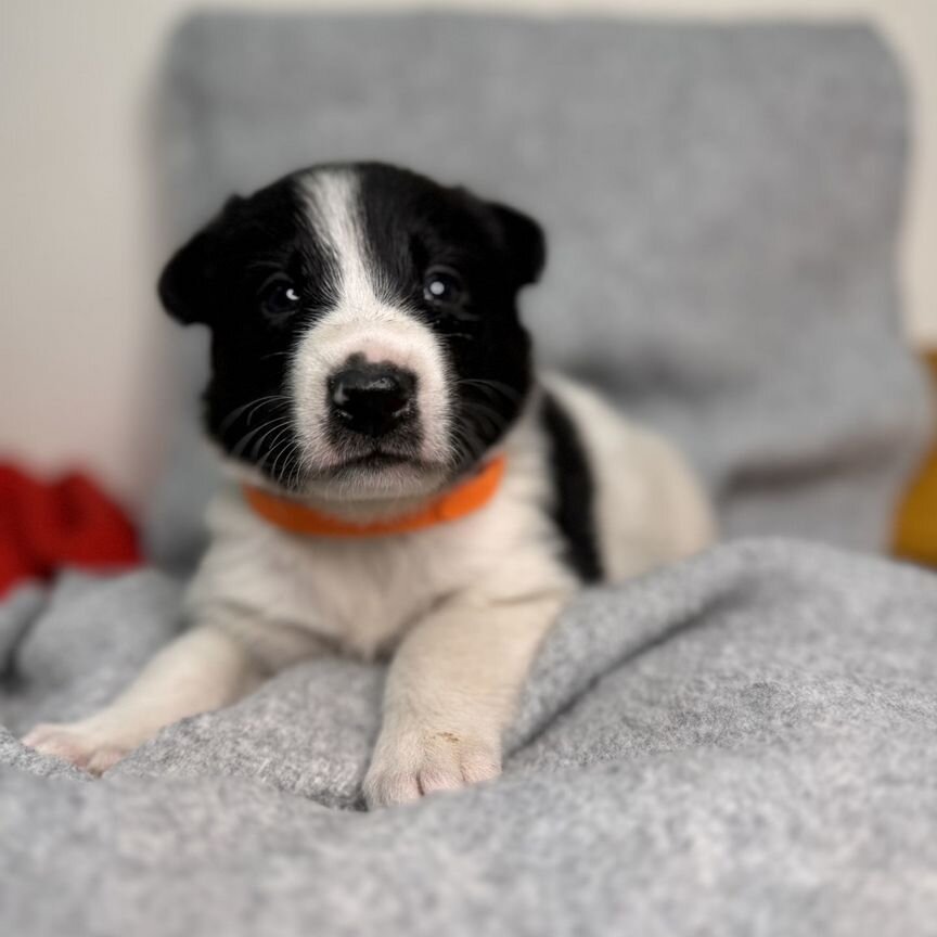 Ласковый щенок в дар в добрые руки