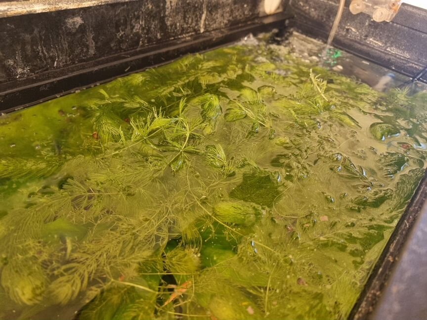 Роголистник и улитки катушки