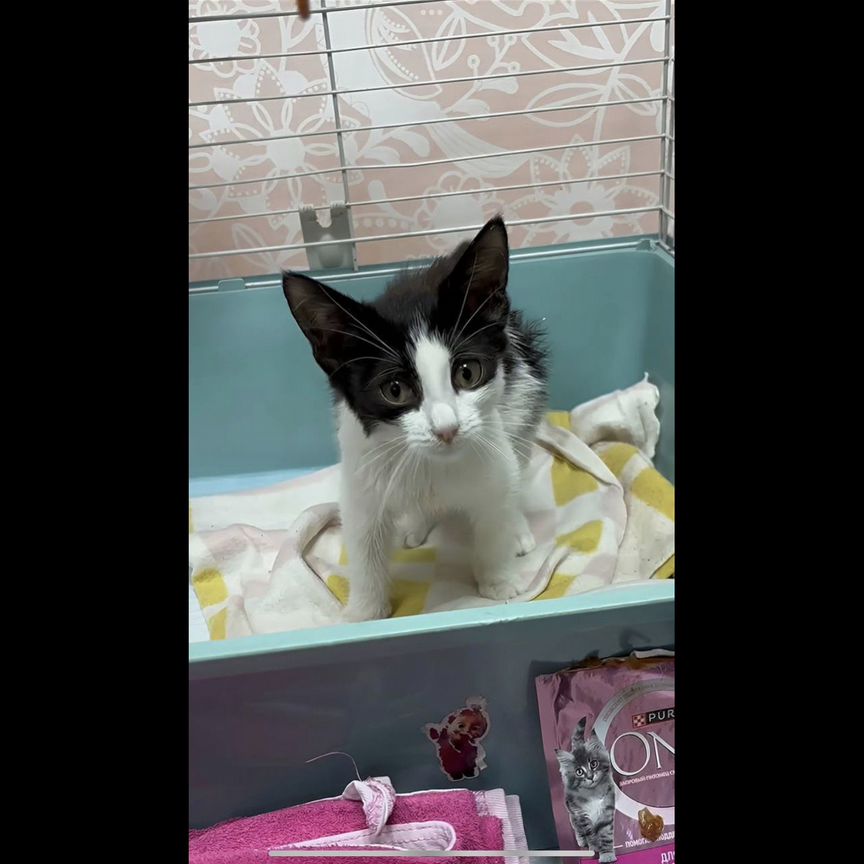 Котенок в добрые руки бесплатно