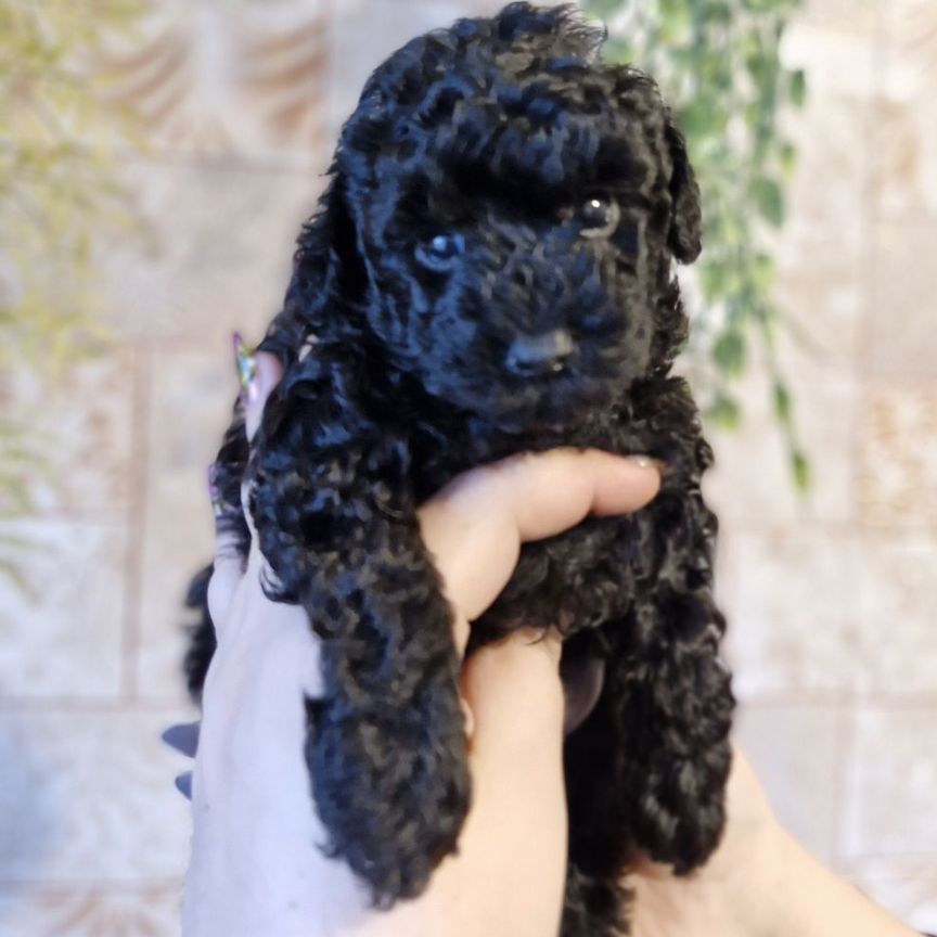 Той-пудель, щенок