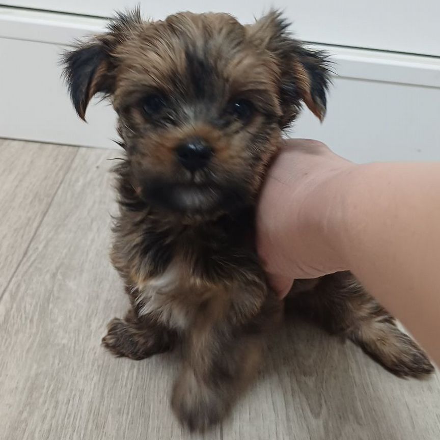 Йоркширский терьер, щенок