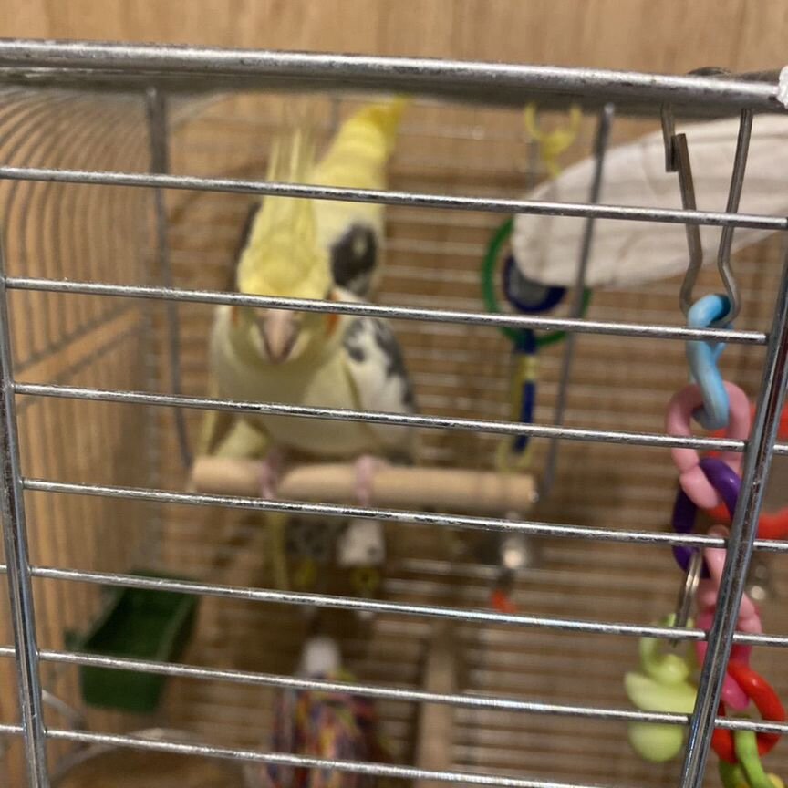 Попугай корелла с клеткой