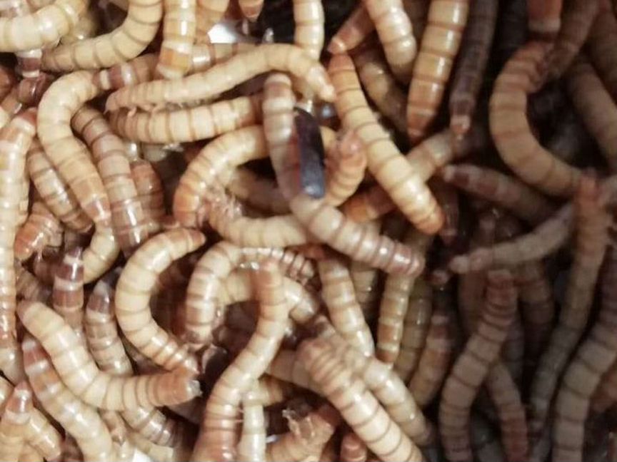 Мучной червь, кормовые насекомые
