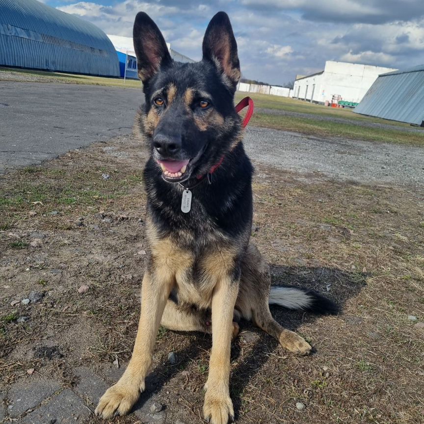 Восточноевропейская овчарка, вязка