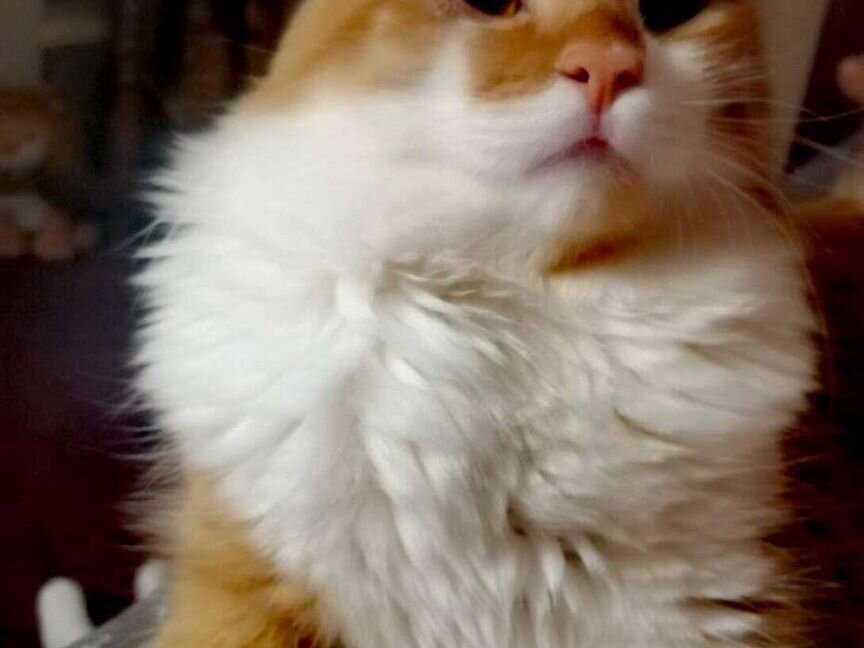 Кастрированный молодой котик в добрые руки