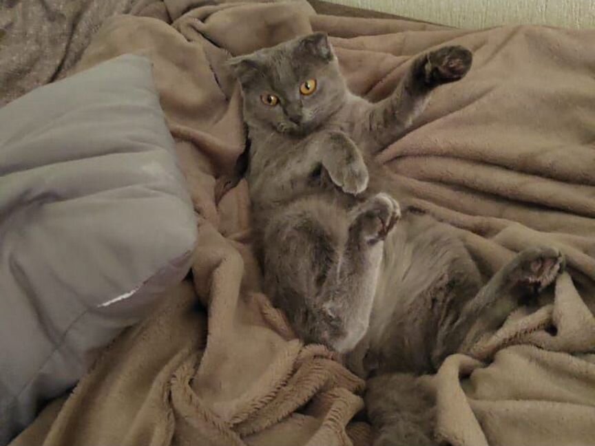 Шотландские вислоухие котята