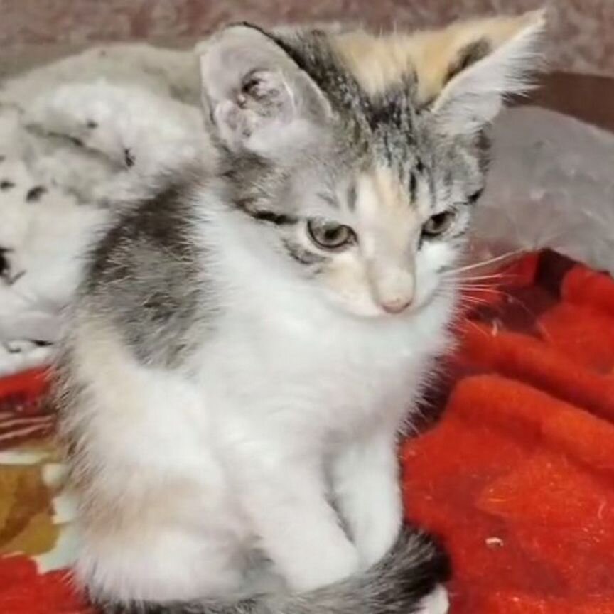 Котенок девочка в добрые руки