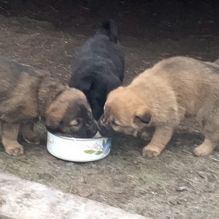 Щенок в добрые руки