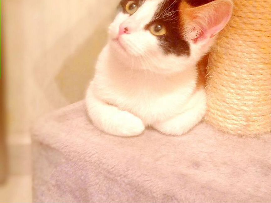 Стеша ищет дом