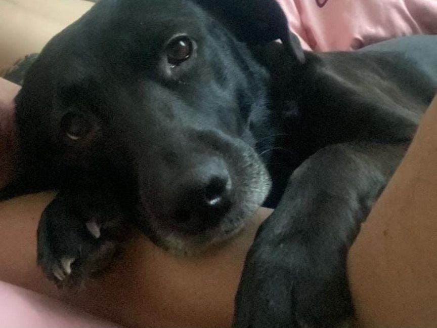 Собака в добрые руки