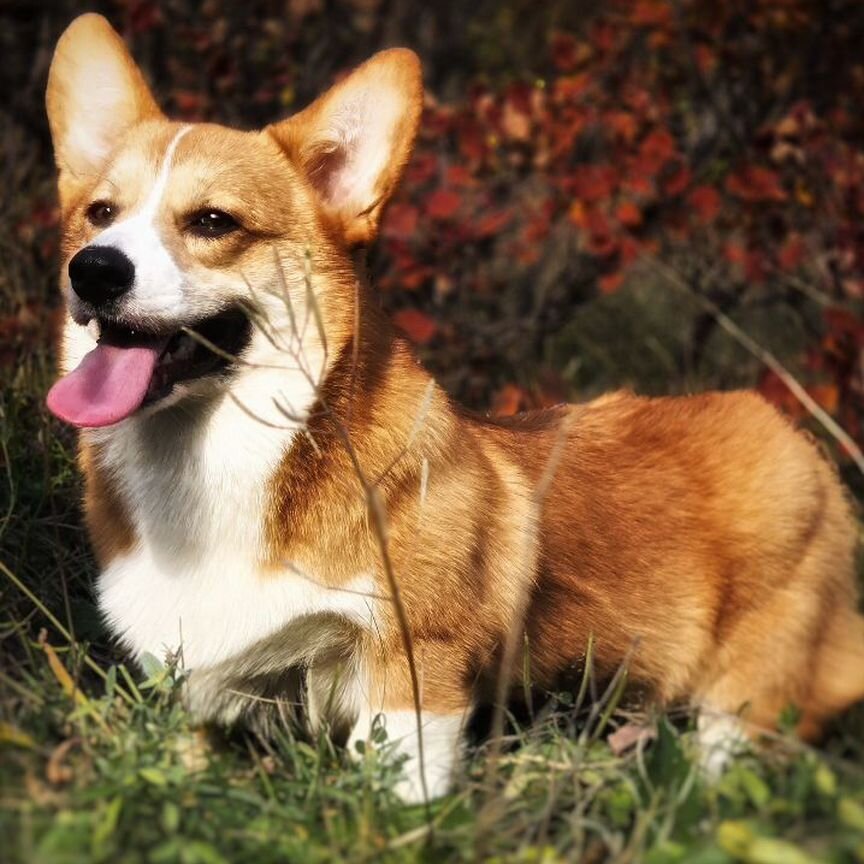 Вельш Корги Пемброк, щенок